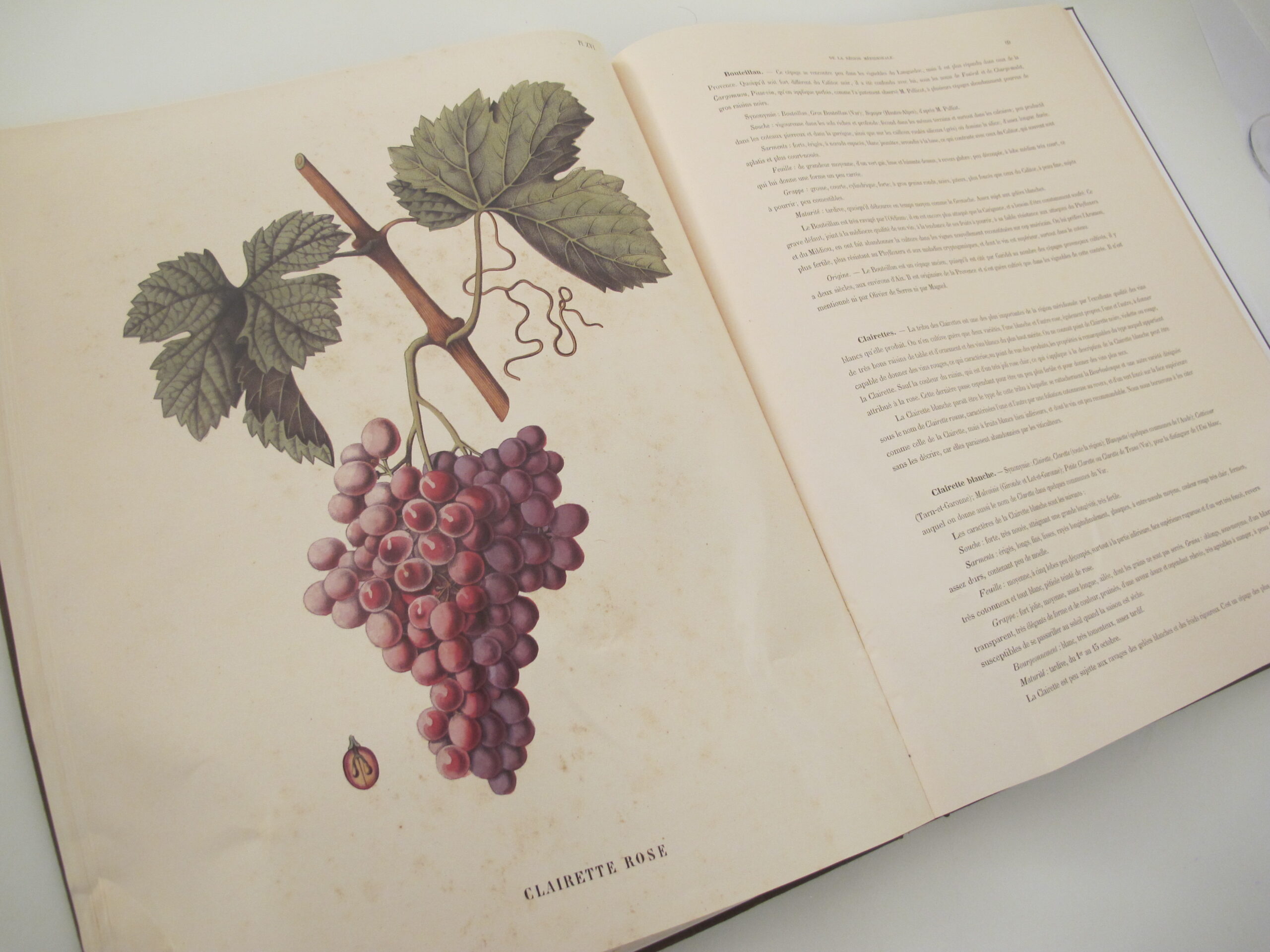 Images of Costières de Nîmes and Clairette de Bellegarde – Matt Walls ...